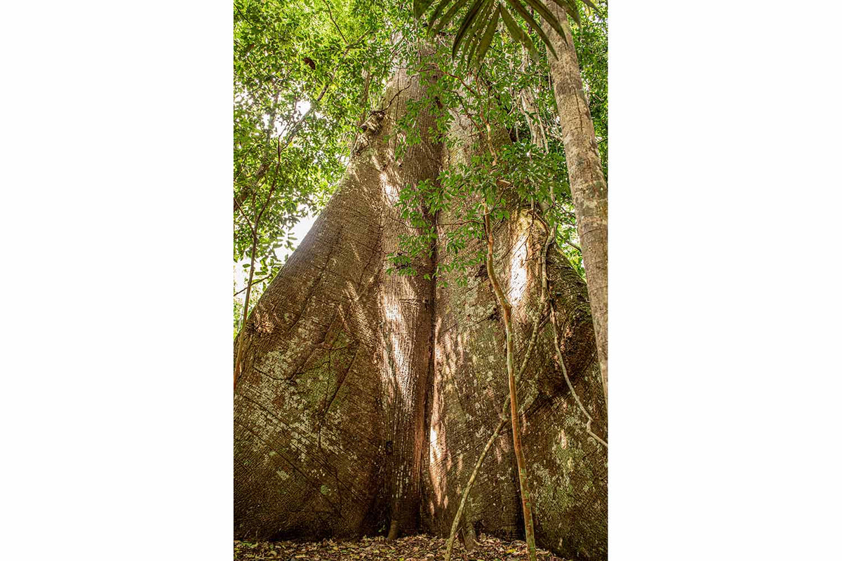 Samauma 1 – Monda Gallery