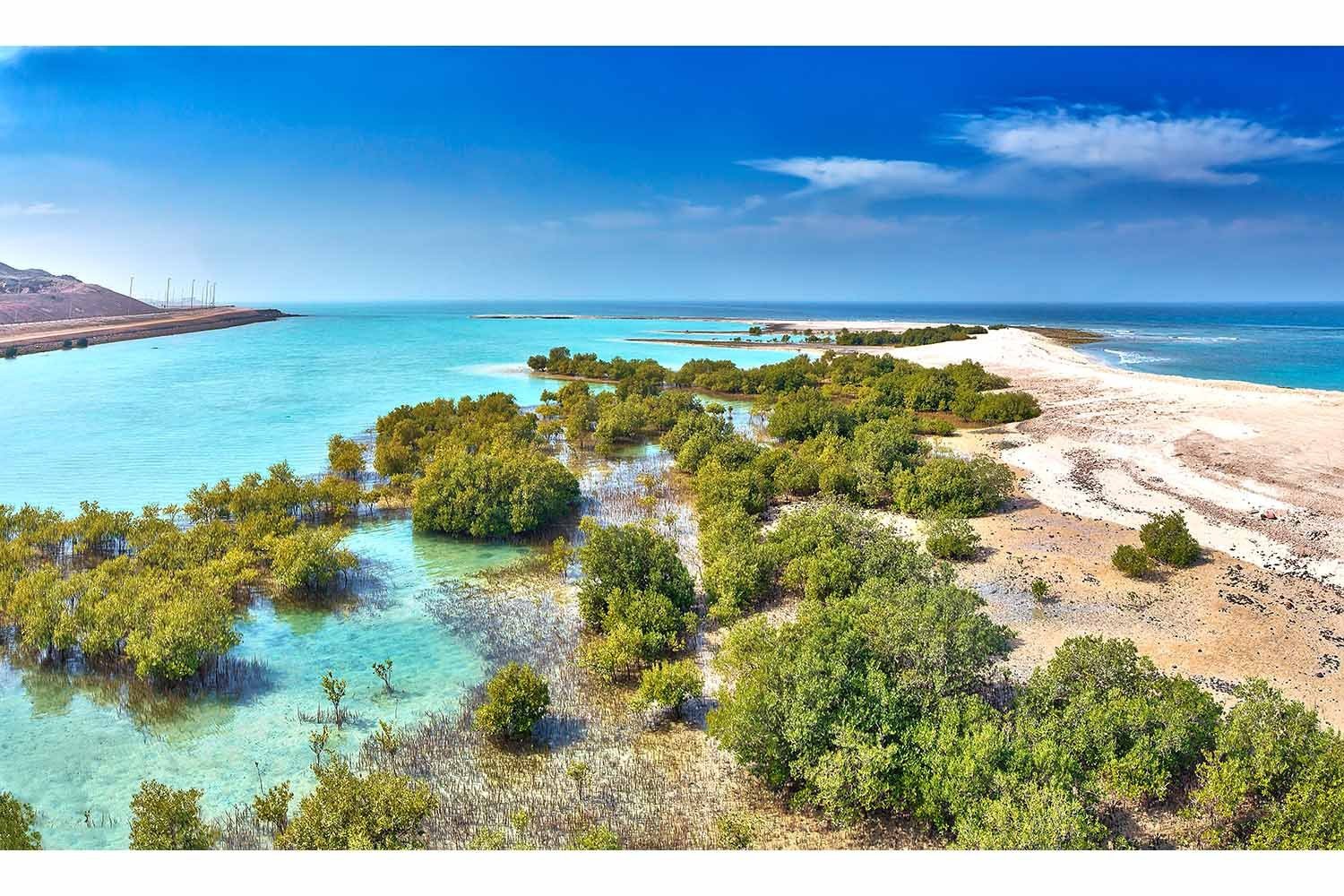 Mangroves of Delma Island – Monda Gallery